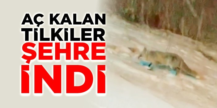 Aç kalan tilkiler şehre indi